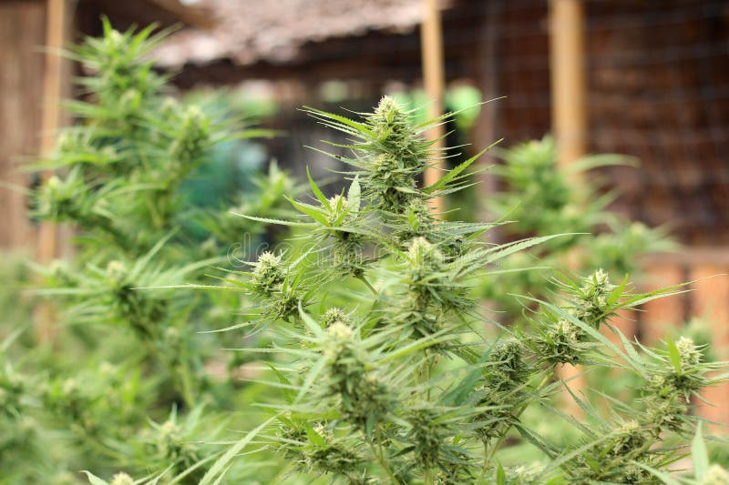 Cannabis Plant Growing in the Field Stock Image - Image of agriculture ...