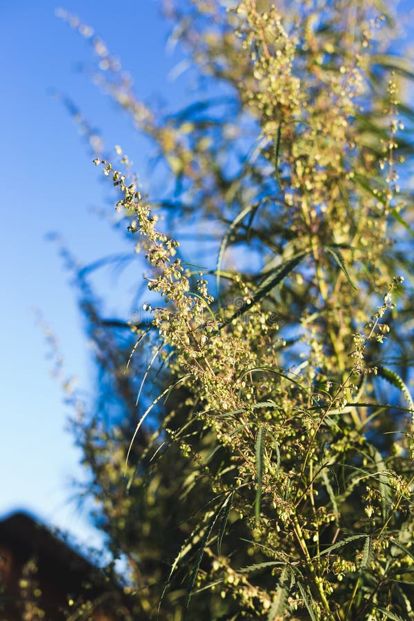 A Cannabis Plant, a Marijuana Bush in the Countryside Stock Image ...