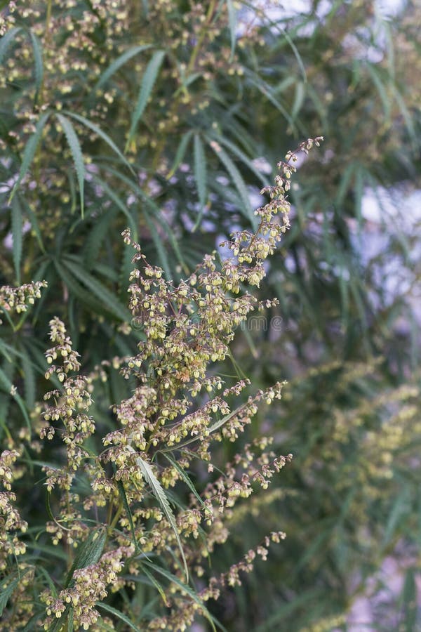 A Cannabis Plant, a Marijuana Bush in the Countryside Stock Image ...