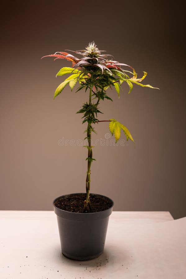Cannabis Plant Under LED Lamp Panel Stock Image - Image of growth, grow ...