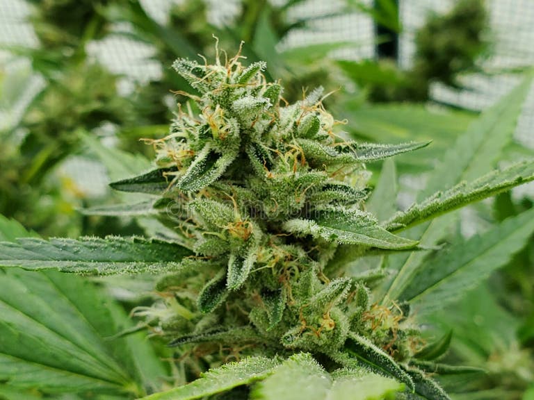 Cannabis planta bud cola foto de stock. Imagem de canabis - 231651566