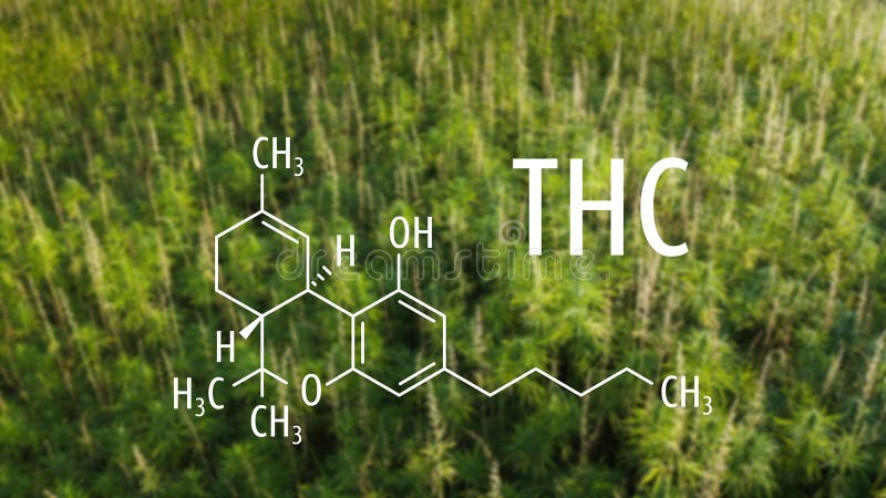 Cannabis Plants with the THC Formula Stock Photo - Image of cannabis ...