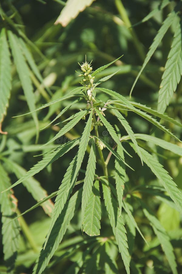 Cannabis sativa stock image. Image of leaves, fibre, cannabis - 51462871