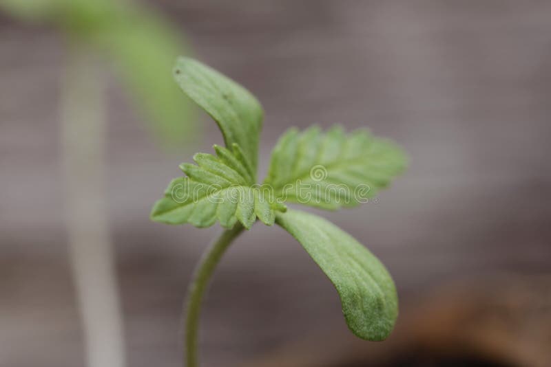 Cannabis Sativa Var. Sativa, Industrial Hemp Plant Stock Photo - Image ...