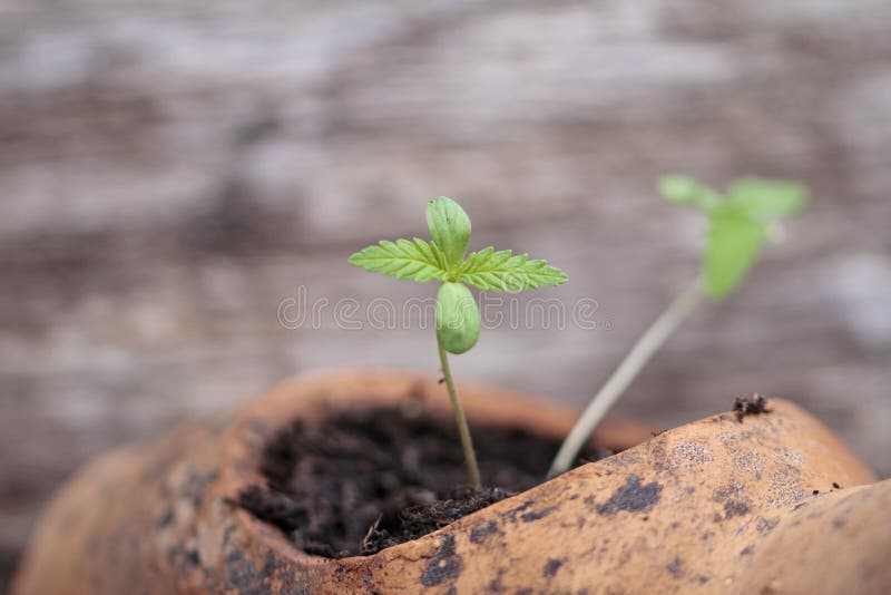 Cannabis Sativa Var. Sativa, Industrial Hemp Plant Stock Image - Image ...