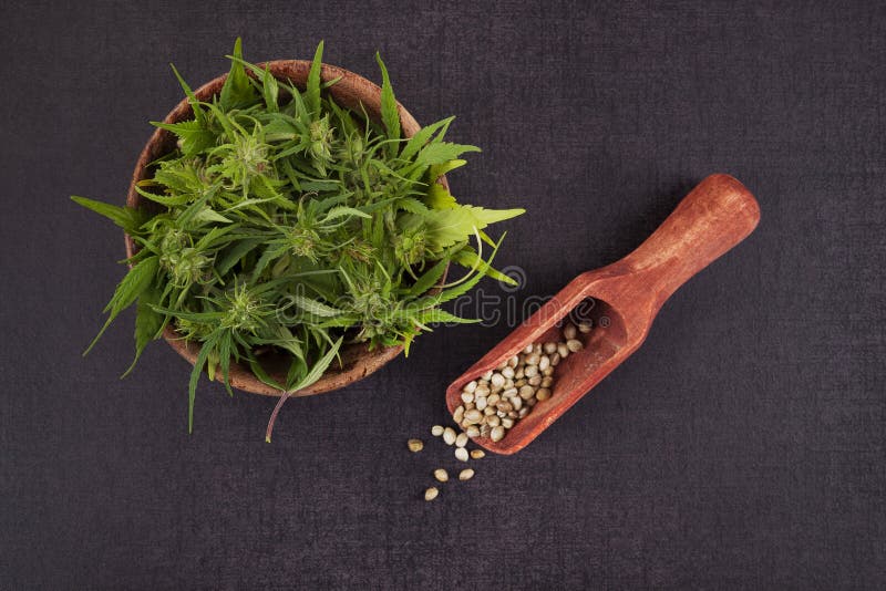 Cannabis seeds and bud. stock photo. Image of natural - 93088722