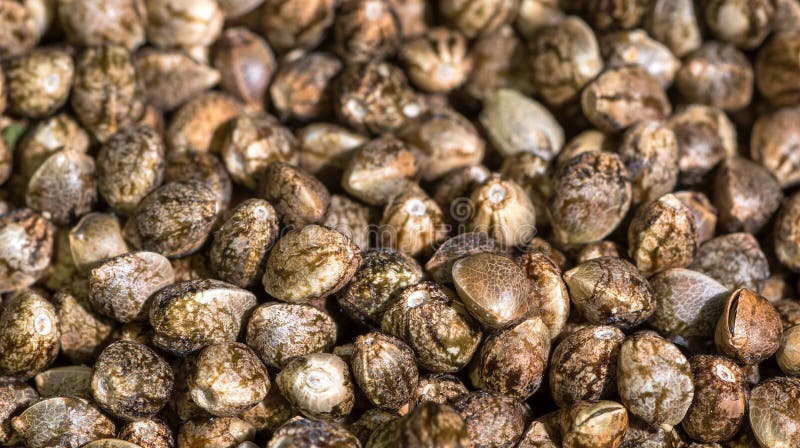 Cannabis seeds stock image. Image of indica, dried, sativa - 52835891