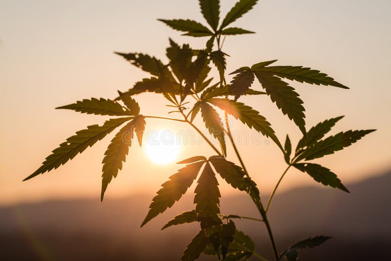 Cannabis Silhouette at Sunset, Marijuana Grows in the Field, Marijuana ...
