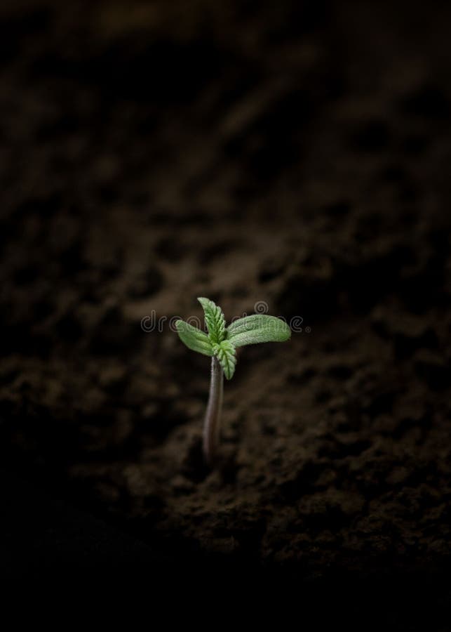 Cannabis Sprout Emerging from Dark Soil Stock Image - Image of blooming ...