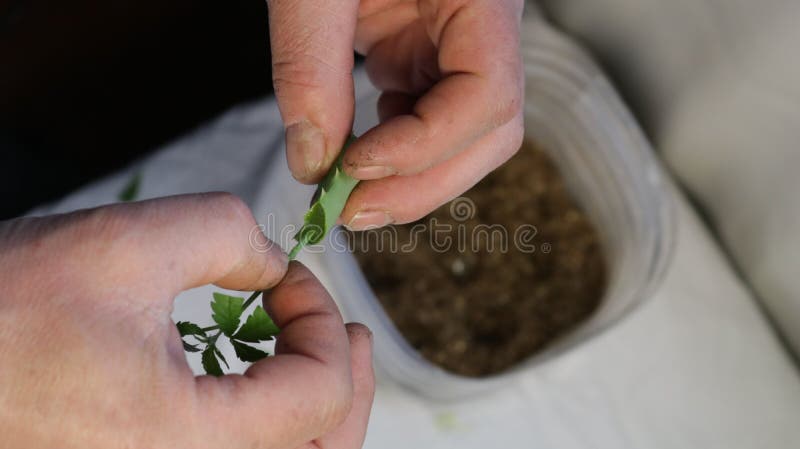 Cannabis Stem Treatment for Clone Rooting Stock Image - Image of aloe ...