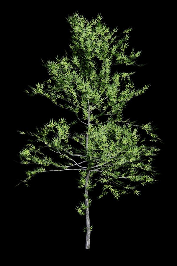 Marijuana Farming Stock Illustrations – 82 Marijuana Farming Stock ...