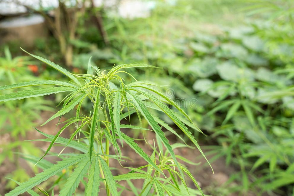 Cannabis tree stock photo. Image of green, hash, medical - 273771560