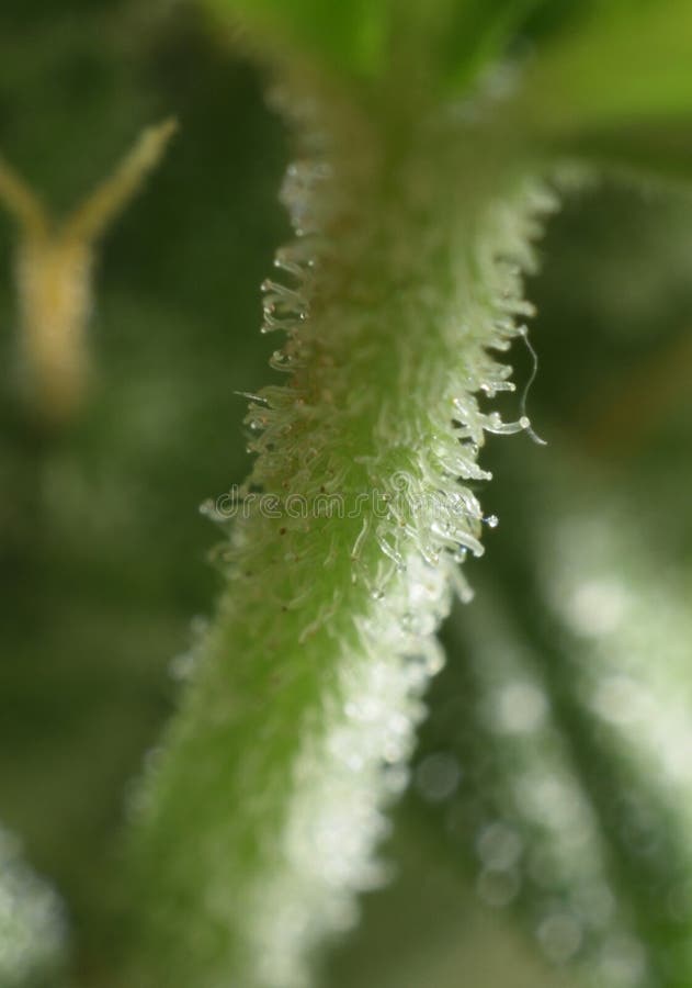 Cannabis Trichomes in the Inflorescence on the Plant Stem Stock Image ...