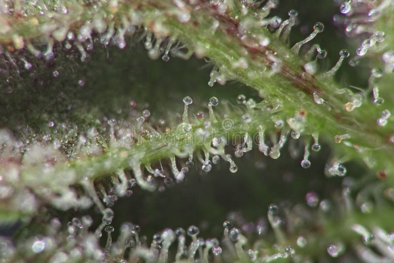 Cannabis Trichomes on Leaf Bottom Stock Image - Image of detail ...