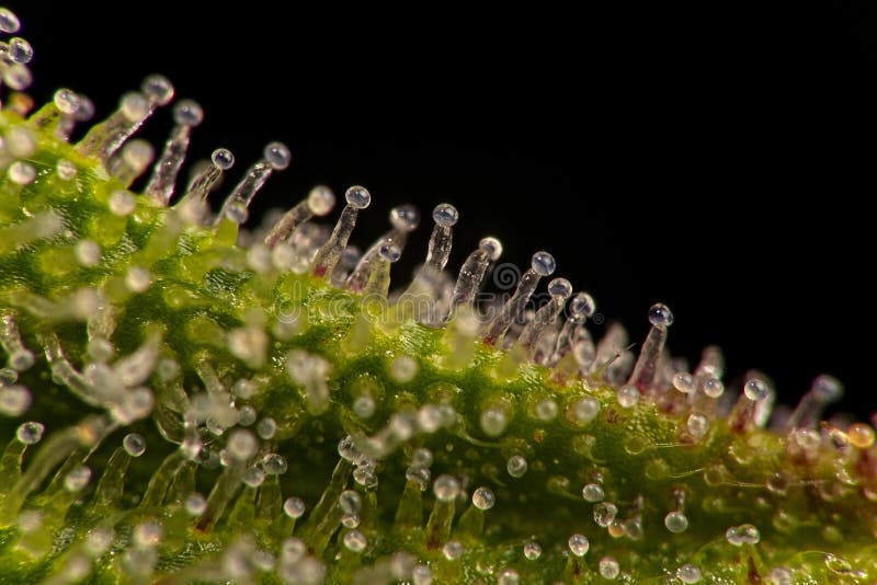 Cannabis Trichomes Ultra Macro Shot Stock Image - Image of nature ...