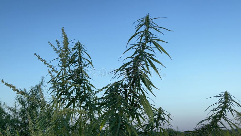 Cannabis Weed Plant on a Field on Blue Sky Background. Stock Video ...
