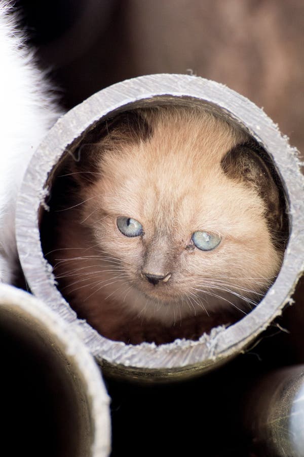 Canned cat stock photo. Image of blue, brown, eyes, whiskas - 42914078