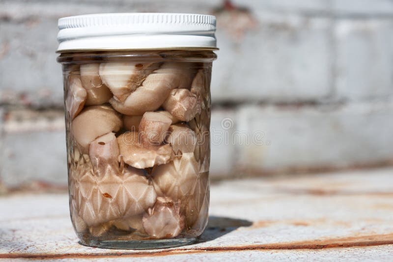 Canned Slippery Jack Musshrooms Stock Image - Image of closeup, nature ...