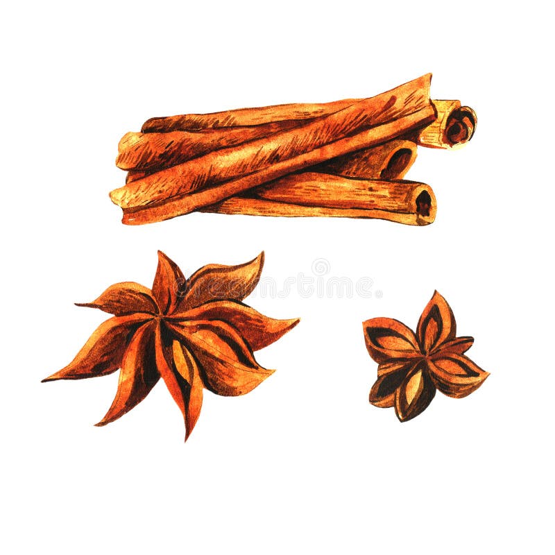 Cannelle Et Anis D'aquarelle Illustration de Vecteur - Illustration du ...