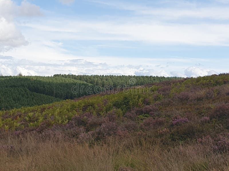 Cannock chase stock image. Image of forrest, views, staffordshire ...