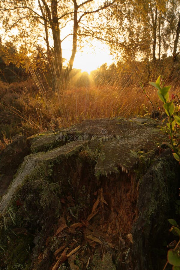 Cannock Chase Stepping Stones- Beautiful View with Trees and Running ...