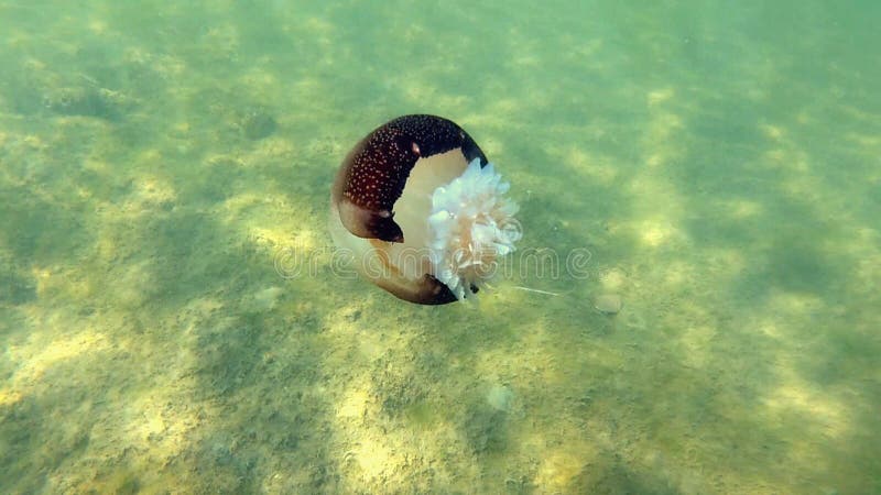Cannon Ball Jelly Fish Swimming Stock Photo - Image of organism ...