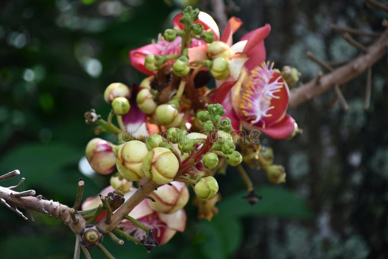 Big Cannon Ball Fruit Stock Photos - Free & Royalty-Free Stock Photos ...