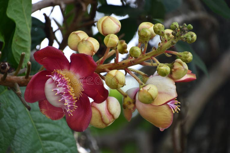 Big Cannon Ball Fruit Stock Photos - Free & Royalty-Free Stock Photos ...