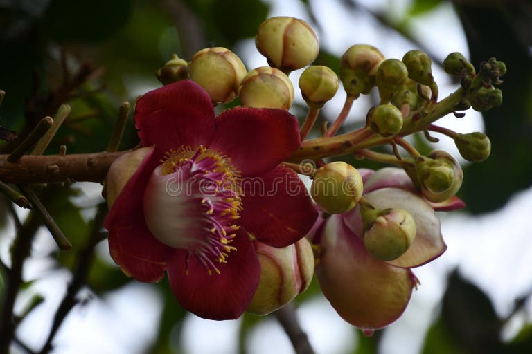 Big Cannon Ball Fruit Stock Photos - Free & Royalty-Free Stock Photos ...