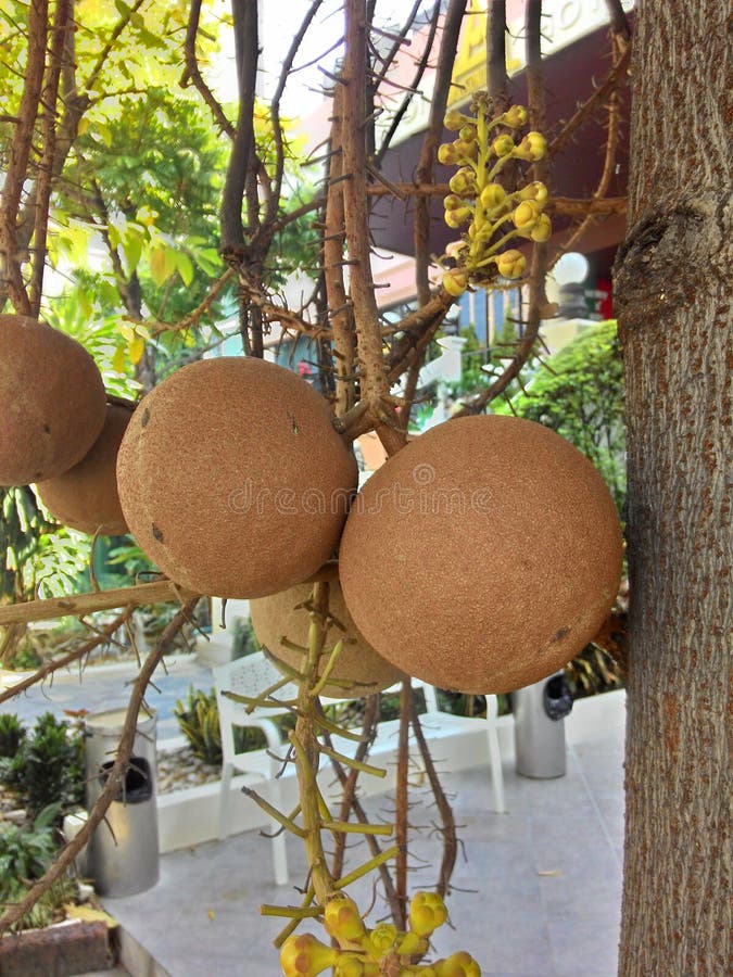 Sal Fruit Cannon ball stock image. Image of cannon, cannonballtree ...