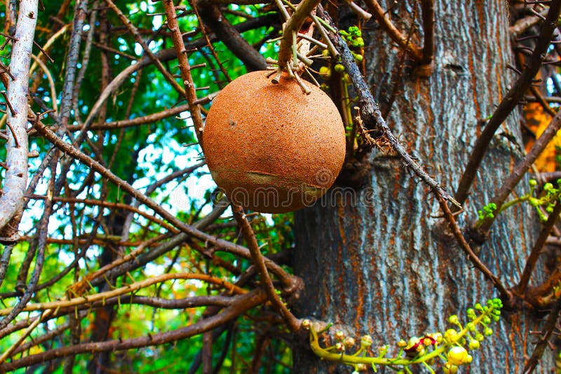 400 Cannonball Texture Stock Photos - Free & Royalty-Free Stock Photos ...