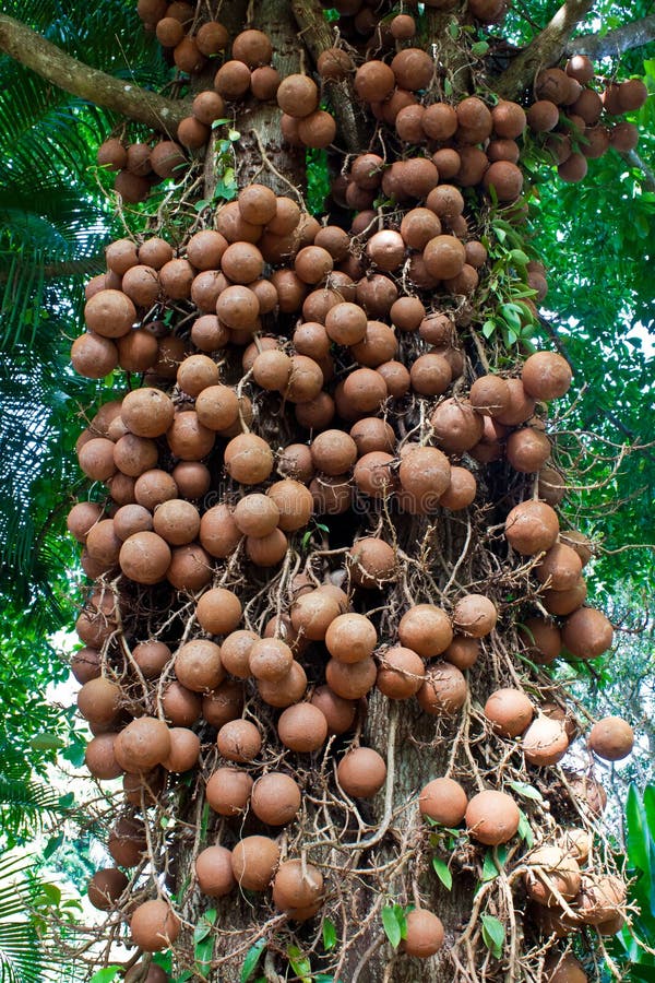 Cannonball Tree stock photo. Image of large, huge, cannonball - 20804778