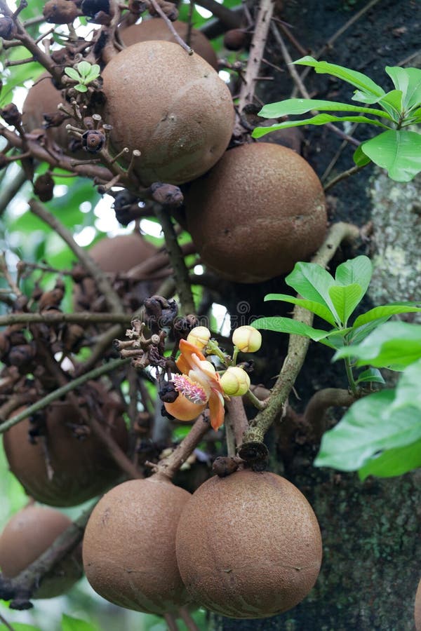 Cannonball tree stock image. Image of cannonball, asia - 26295687