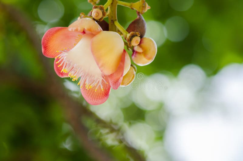 Nagalinga or Shivalinga Flower Stock Image - Image of couroupita ...