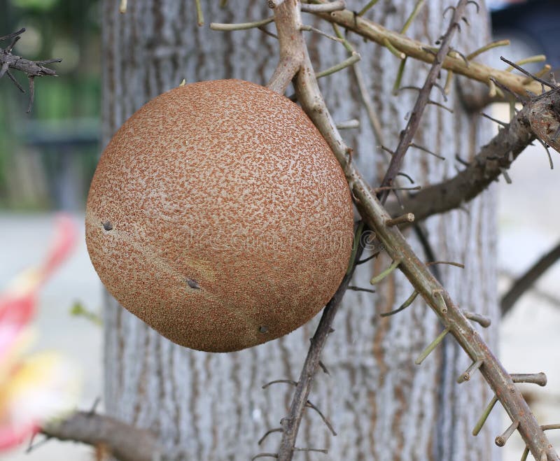 Cannonball Tree is Beautifully Blooming on the Tree Stock Photo - Image ...