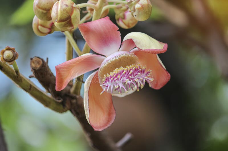 Cannonball tree flower stock image. Image of cannonball - 278227809