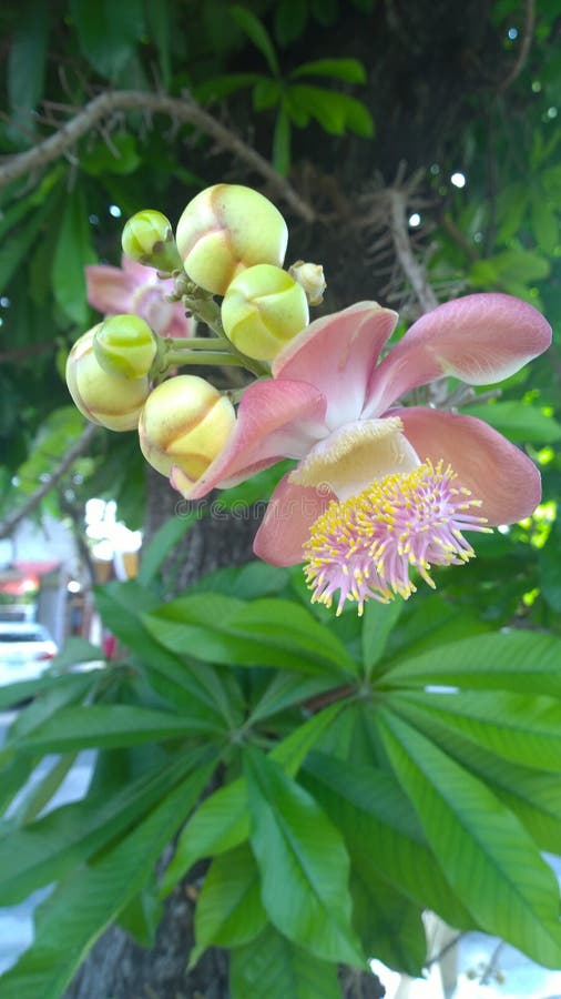 Cannonball Tree Flowers, Sala Tree, Shorea Robusta Stock Photo - Image ...