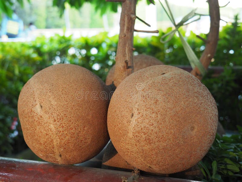 Cannonball Tree Fruit stock photo. Image of guianensis - 68988936