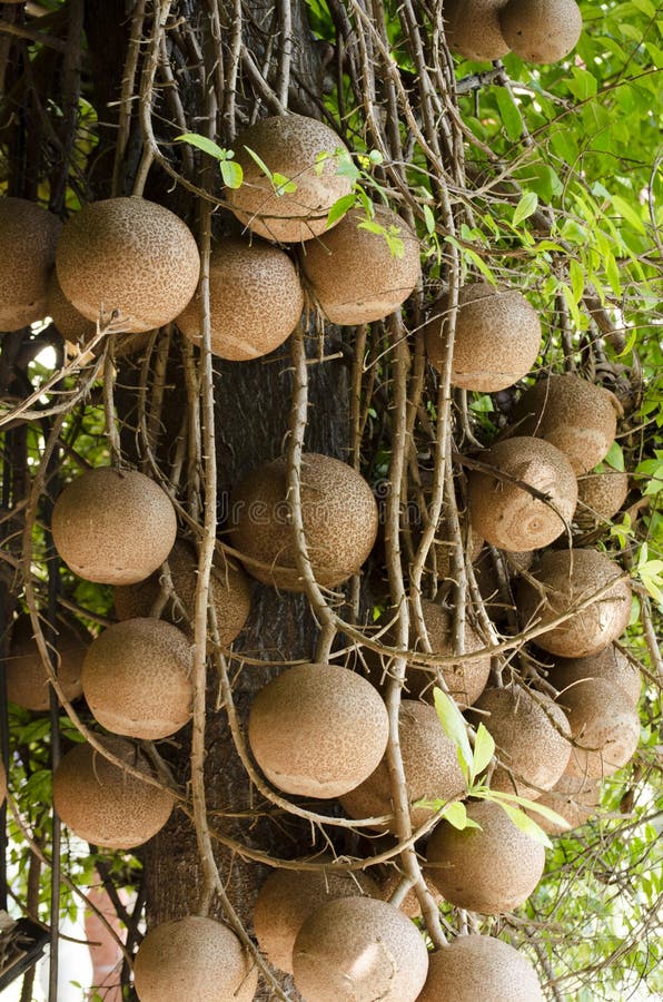 400 Cannonball Texture Stock Photos - Free & Royalty-Free Stock Photos ...