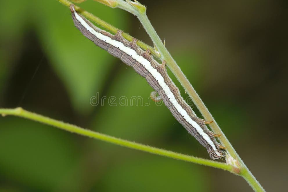 Cannot help doing stock image. Image of skewbald, grass - 15025655