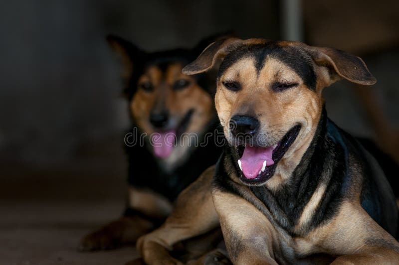 Canny dog stock photo. Image of furry, friendly, intelligent - 70688234