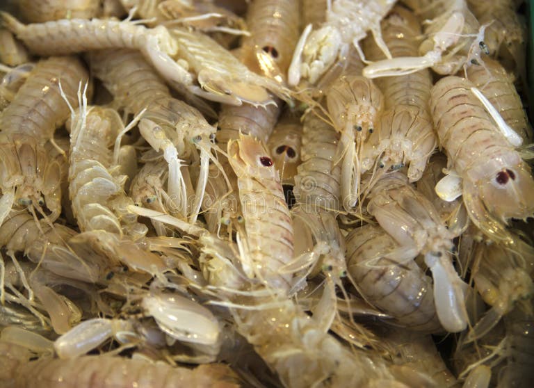 Canocchie crustacean stock image. Image of cicals, harsh - 6348143
