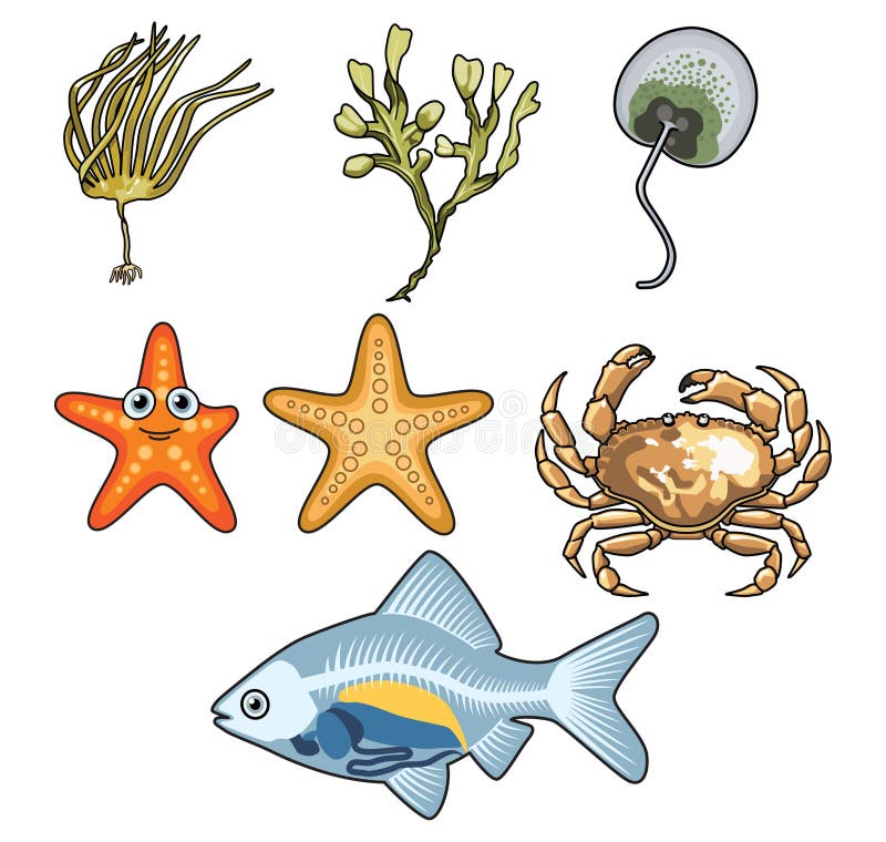 Vector Illustration of Sea Creatures-4 Stock Vector - Illustration of ...