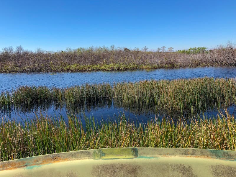 Swamp river scene stock photo. Image of flying, landscape - 106242024