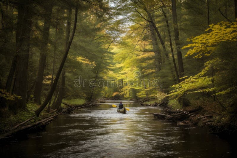 Canoeing and Kayaking in a Scenic Forest, with Towering Trees and ...