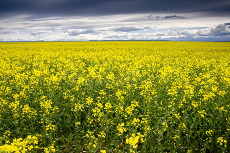 Canola 2 stock photo. Image of colour, gardens, plants - 320868