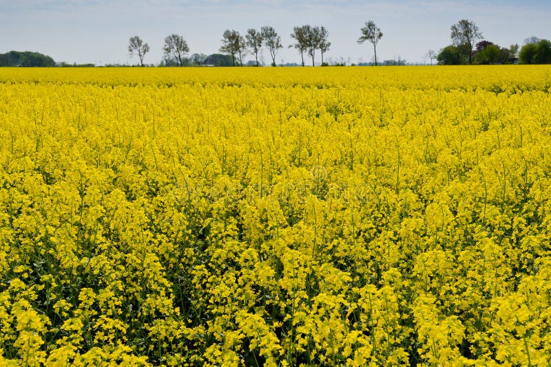 Canola Bloom stock photo. Image of nature, flora, friesland - 44457914