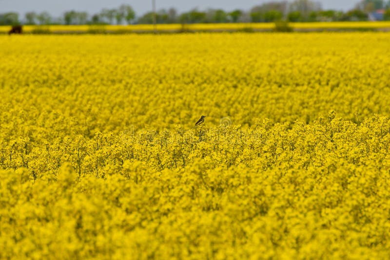 Canola Bloom stock photo. Image of nature, flora, friesland - 44457914