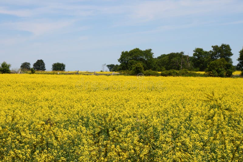 Canola crops stock photo. Image of plant, natural, outdoor - 24417060