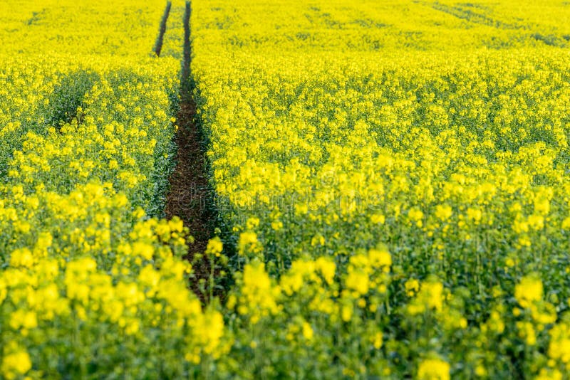 Canola Oil Rapeseed Field on Spring in England Uk Stock Photo - Image ...